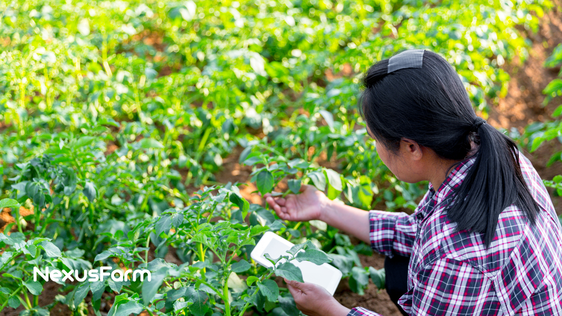 Revolutionizing Agriculture with IoT Innovation - Nexus Farm